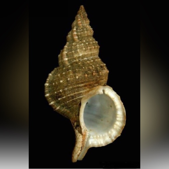 Jewelry | Pearl In A Triton Olive Trumpet Spindle Shell Murex Gold ...